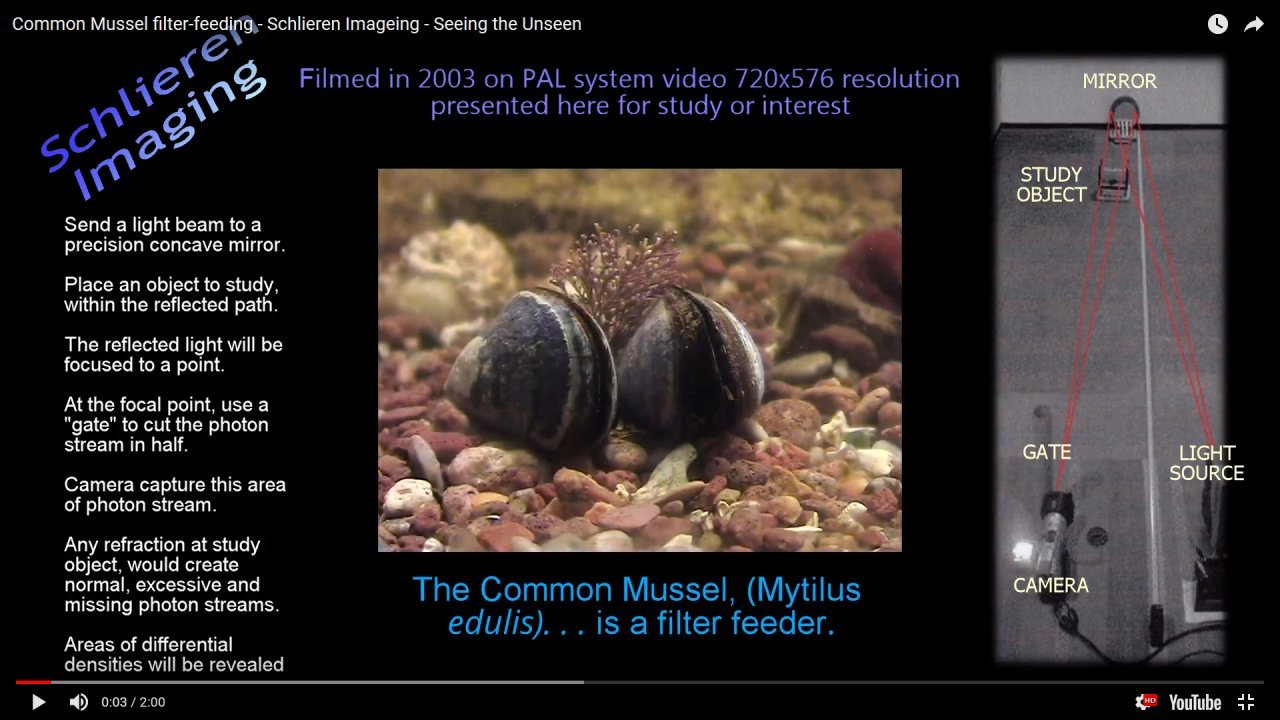 Common Mussel filter-feeding – Schlieren Imageing – Seeing the Unseen ...